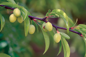 Keystone Native Plants in Virginia — Plant Virginia Natives