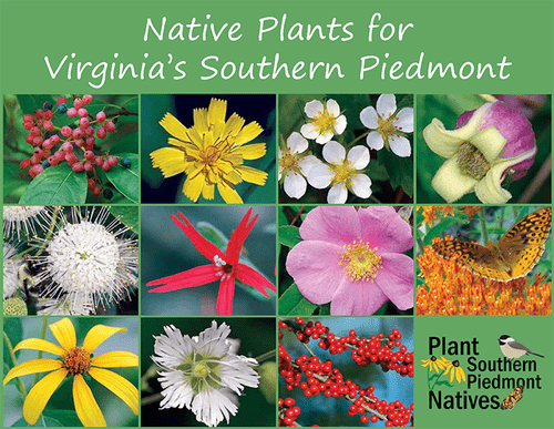 Native Plants for Southern Piedmont — Plant Virginia Natives