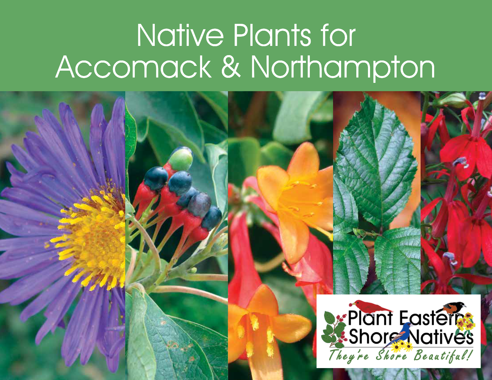 Native Plants for Virginia's Eastern Shore — Plant Virginia Natives