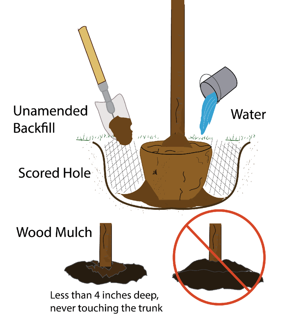 Good Tree Planting and Care — Plant Virginia Natives