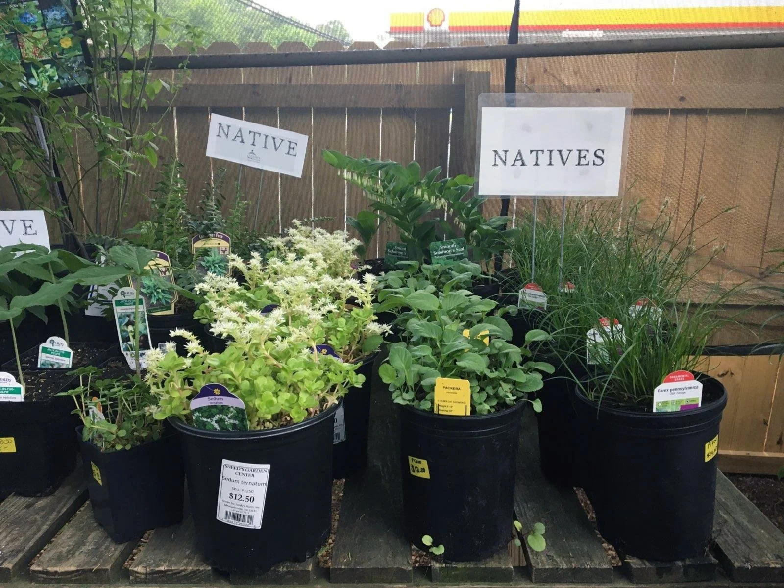 Plant Virginia Natives