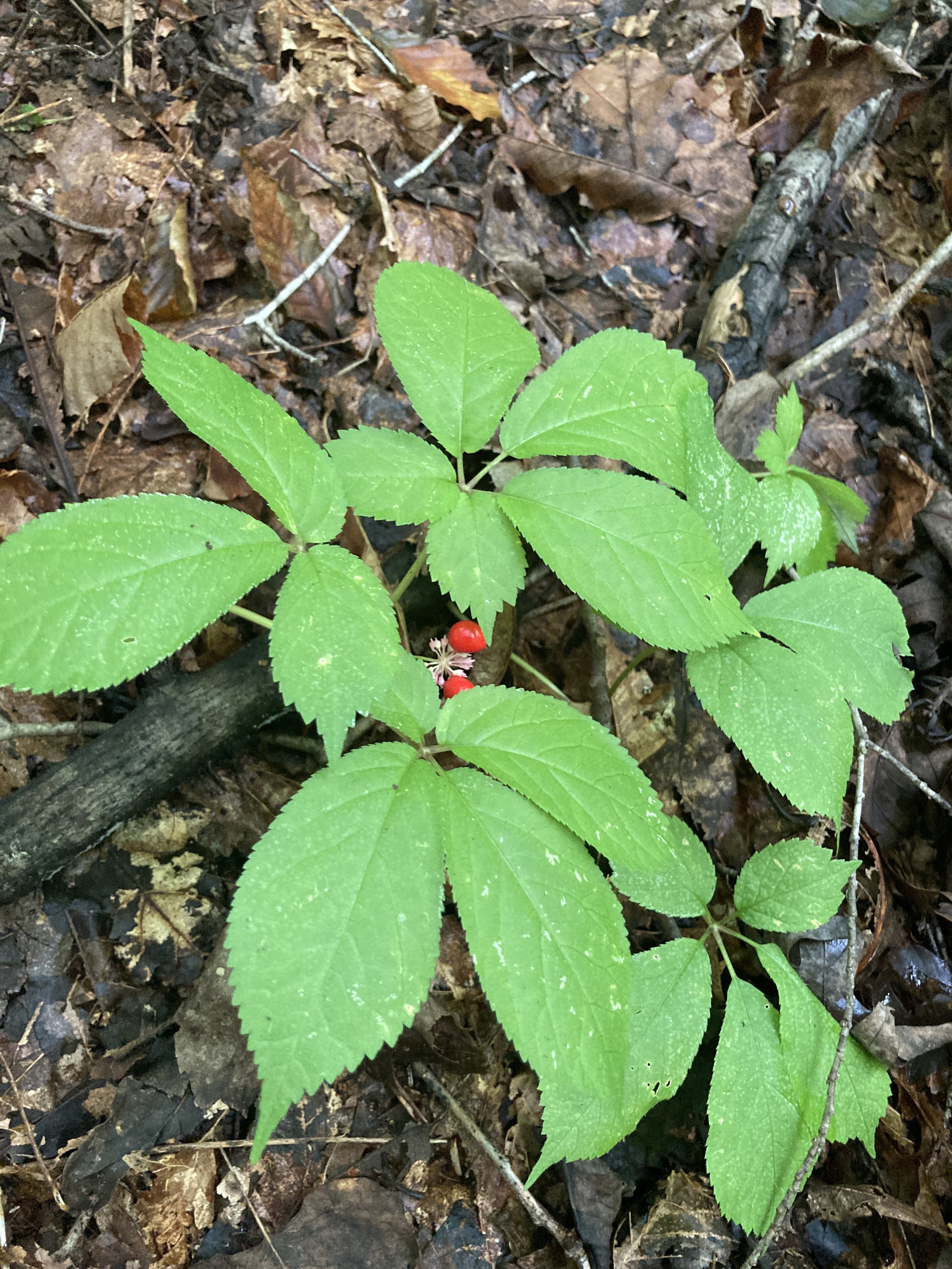 Forest Botanicals — Plant Virginia Natives