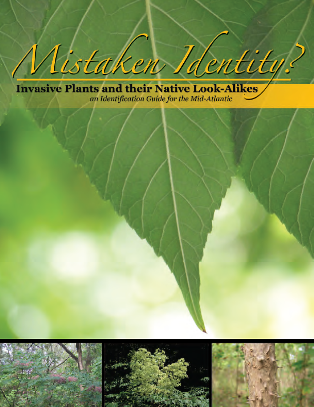 Invasive (Non-Native) Plants of Concern in Virginia — Plant Virginia ...