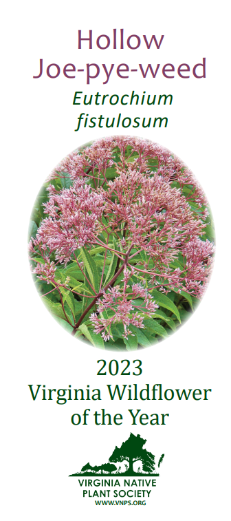 Where to Get Native Plants — Plant Virginia Natives