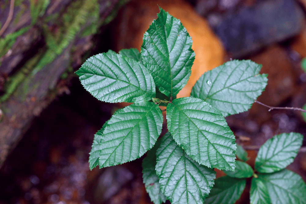 Keystone Native Plants in Virginia — Plant Virginia Natives