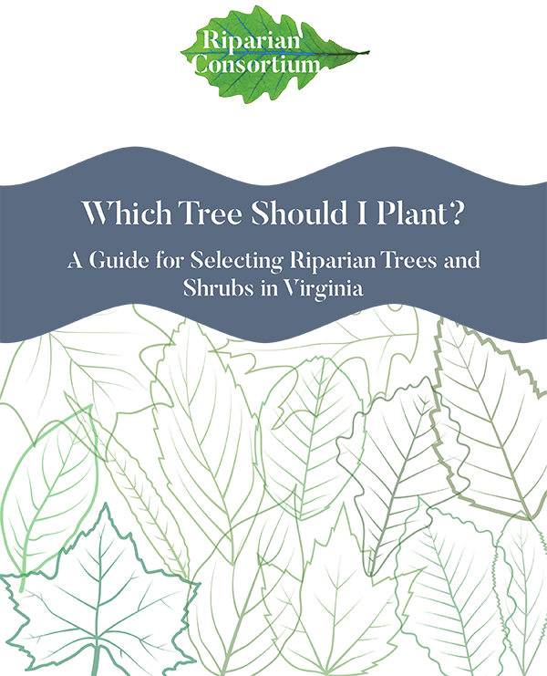 Virginia Trees for Wet Sites — Plant Virginia Natives