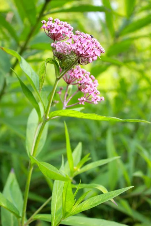 Knowing Natives — Plant Virginia Natives