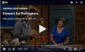 Planting Natives to Attract Pollinators — Plant Virginia Natives