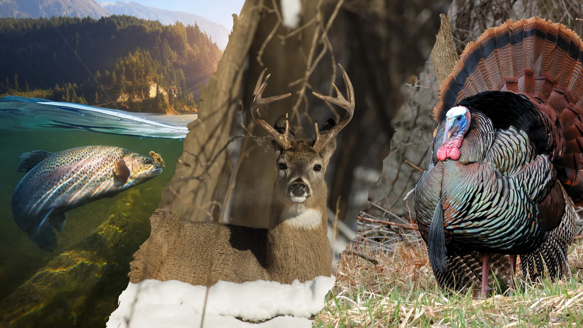 Runny Deer And Turkey