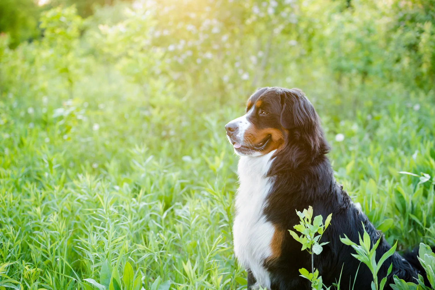 Kathy Van Guilder Animal Communicator