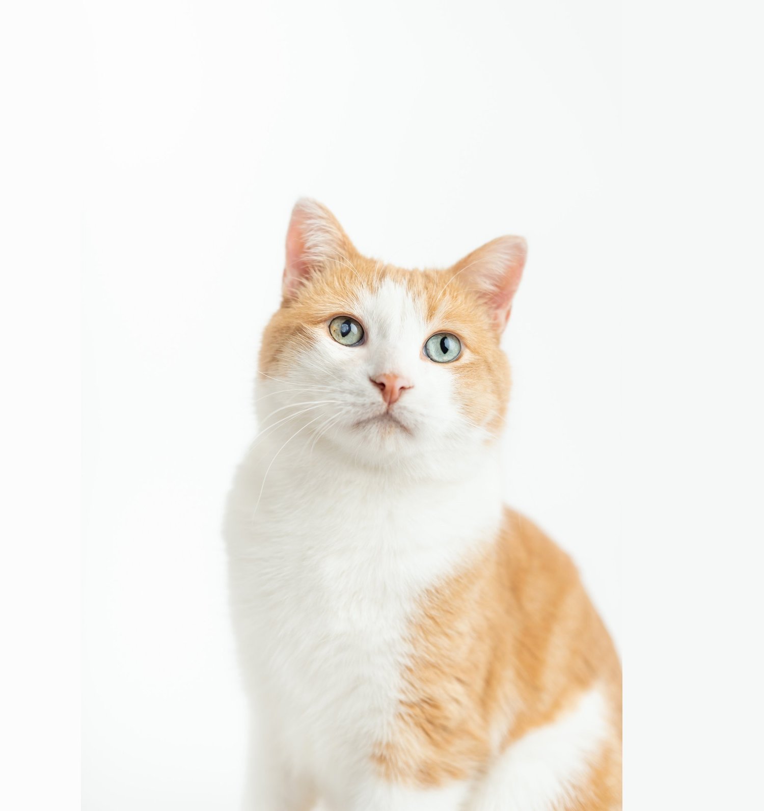 Kathy Van Guilder | Animal Communicator