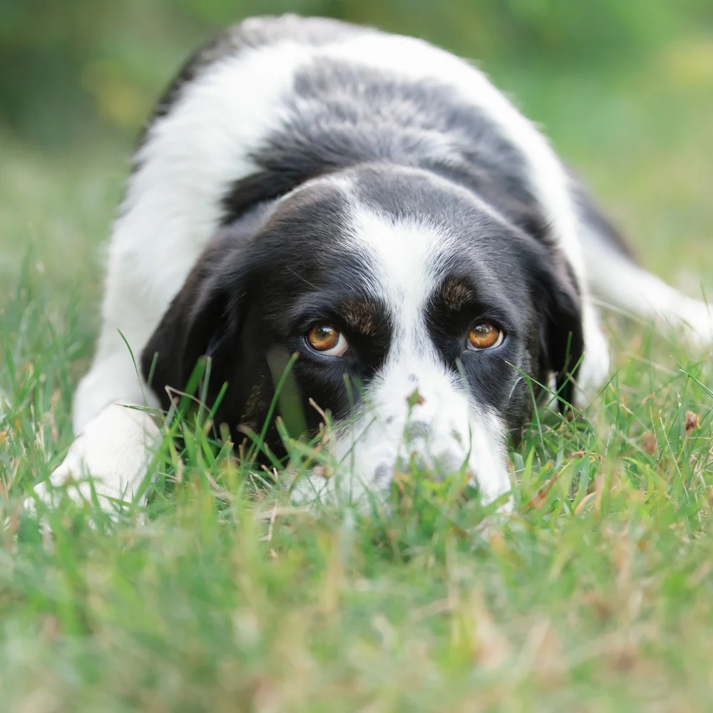 Kathy Van Guilder Animal Communicator