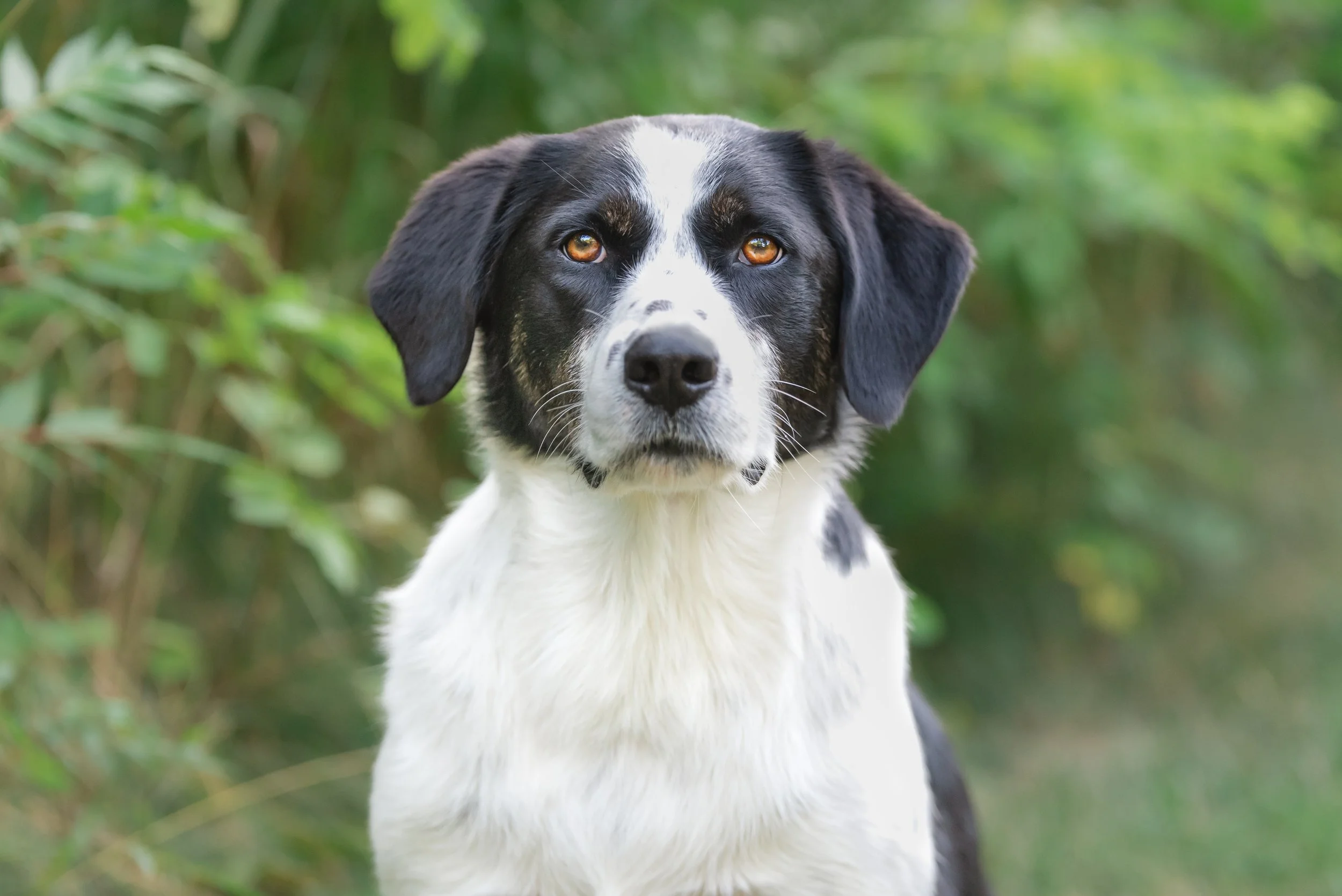 Kathy Van Guilder Animal Communicator