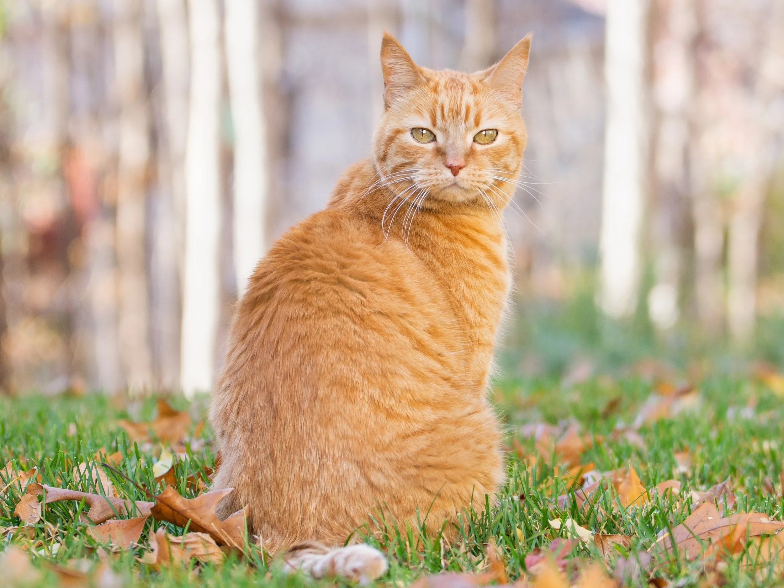 Kathy Van Guilder Animal Communicator