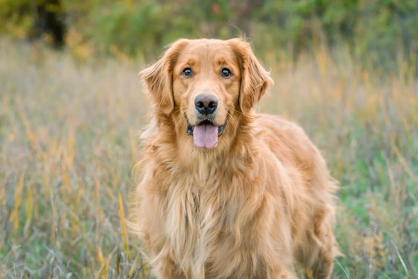 Kathy Van Guilder Animal Communicator