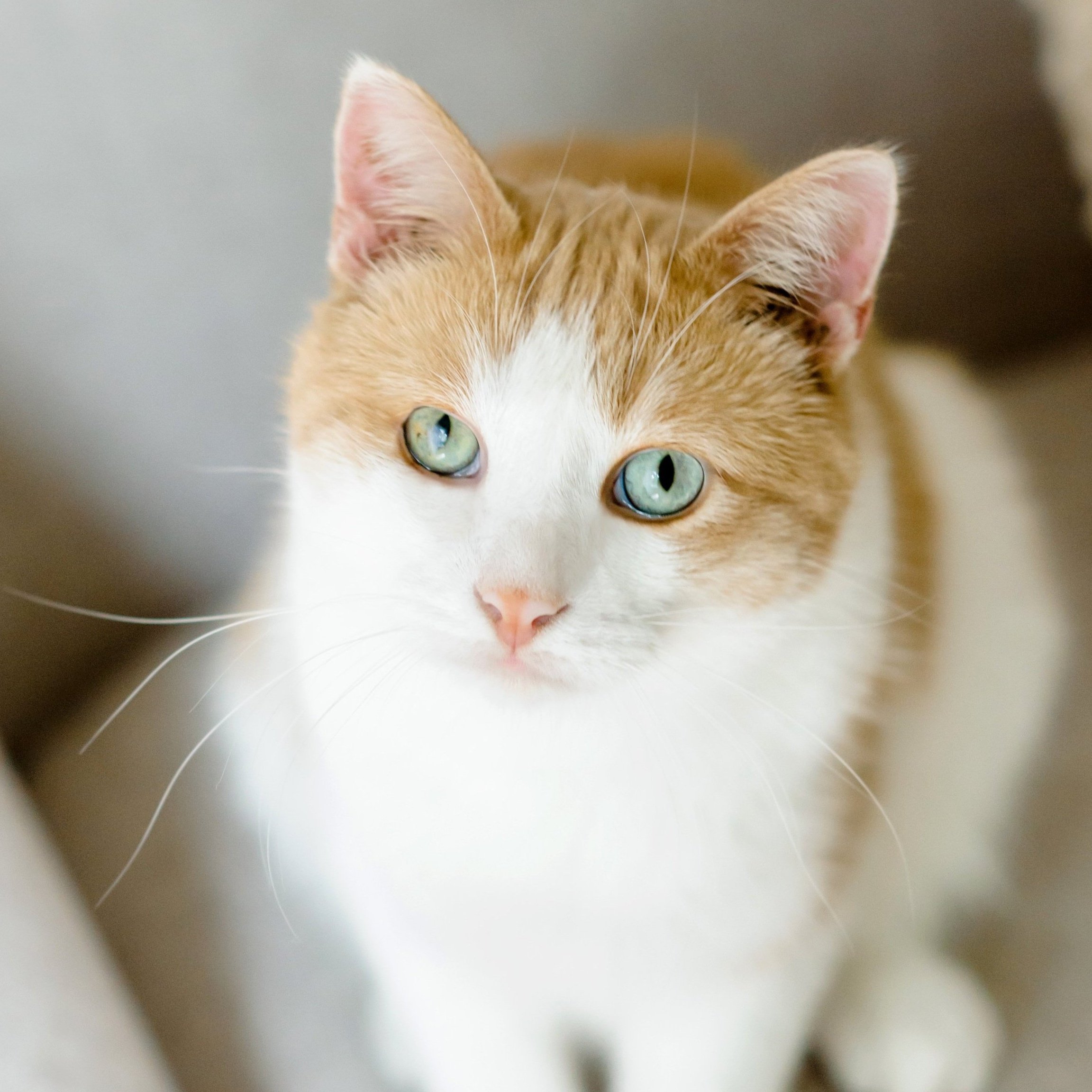 Kathy Van Guilder Animal Communicator