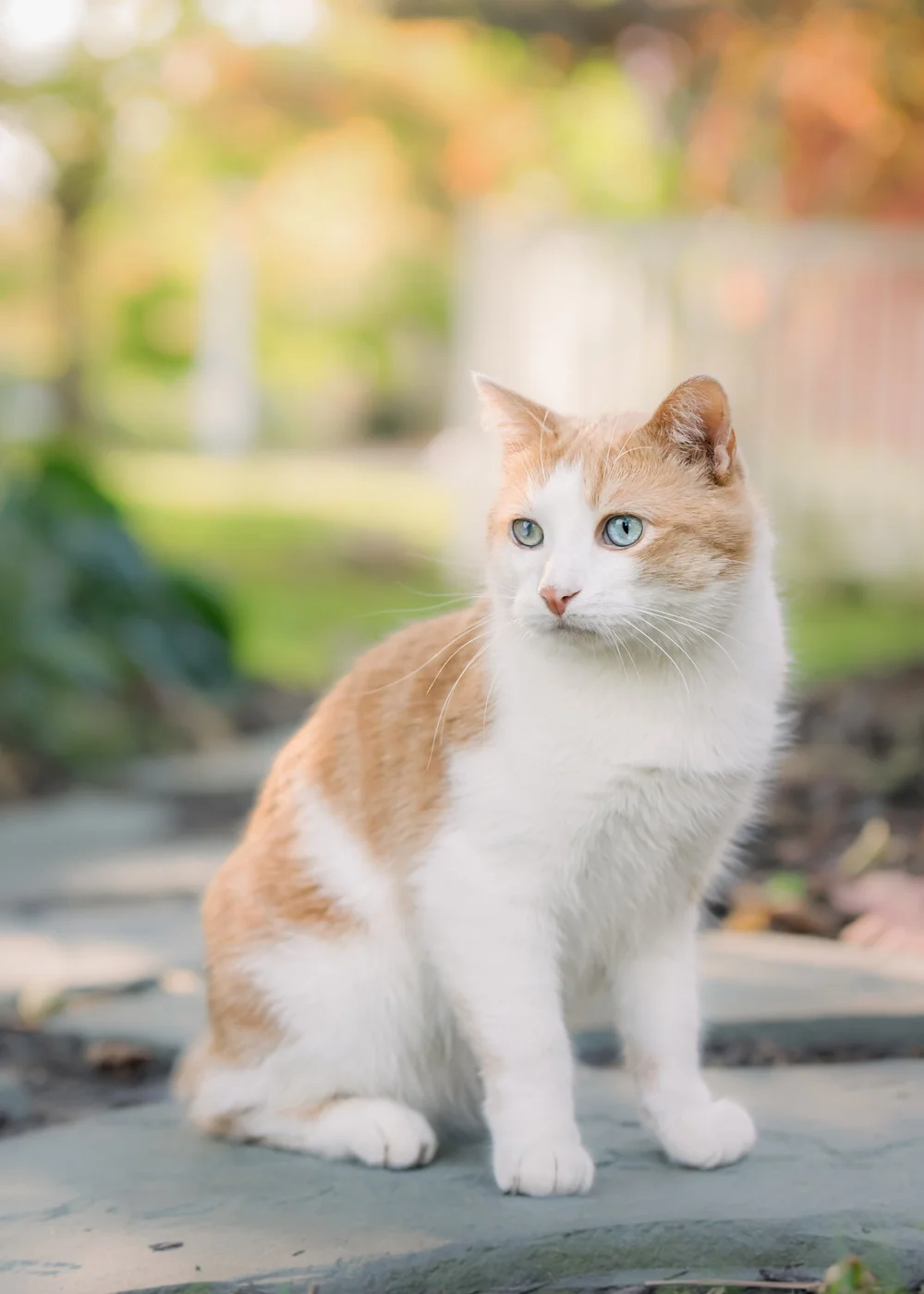 Kathy Van Guilder Animal Communicator