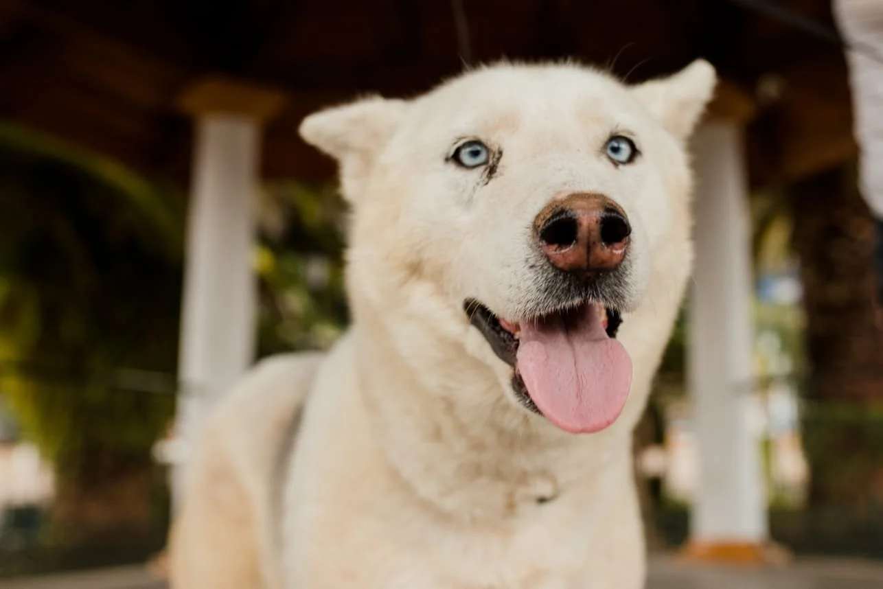 Adopt — Urban Tails Animal Rescue