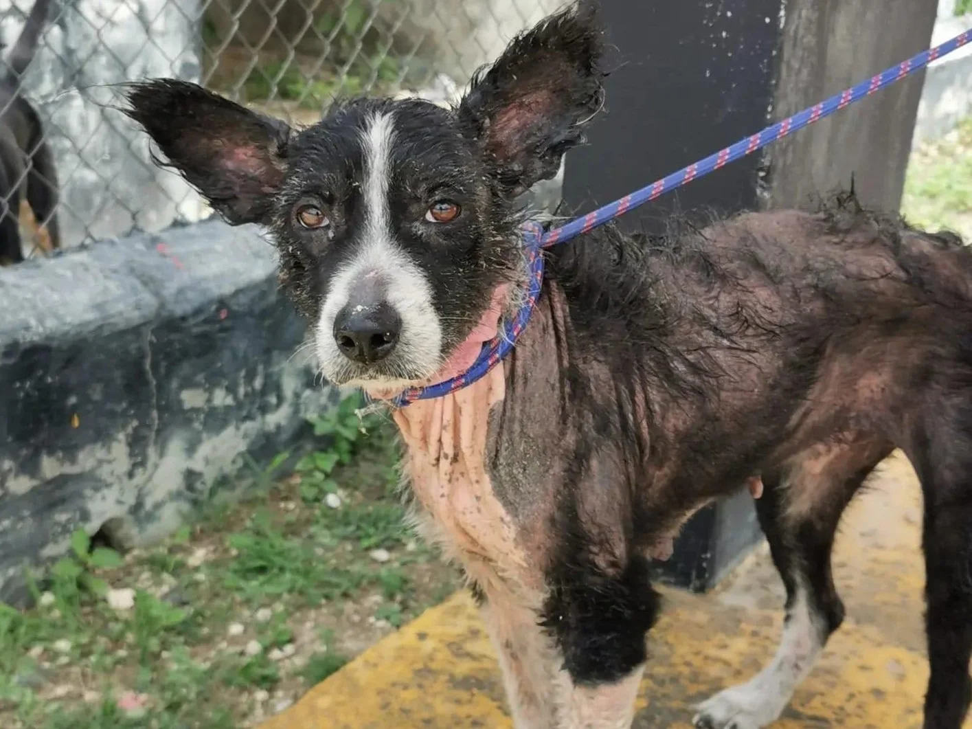 Urban Tails Animal Rescue