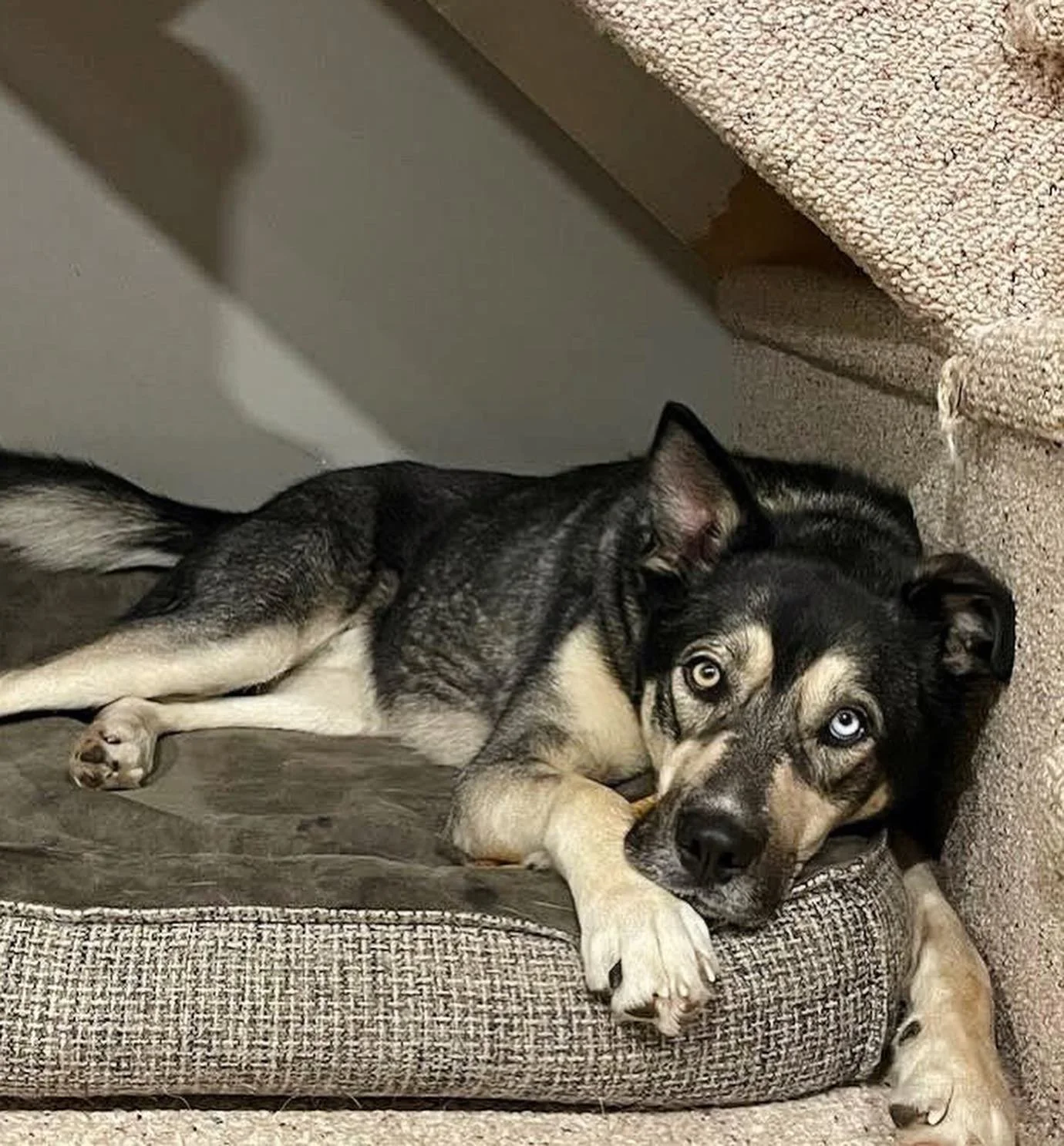 Urban Tails Animal Rescue