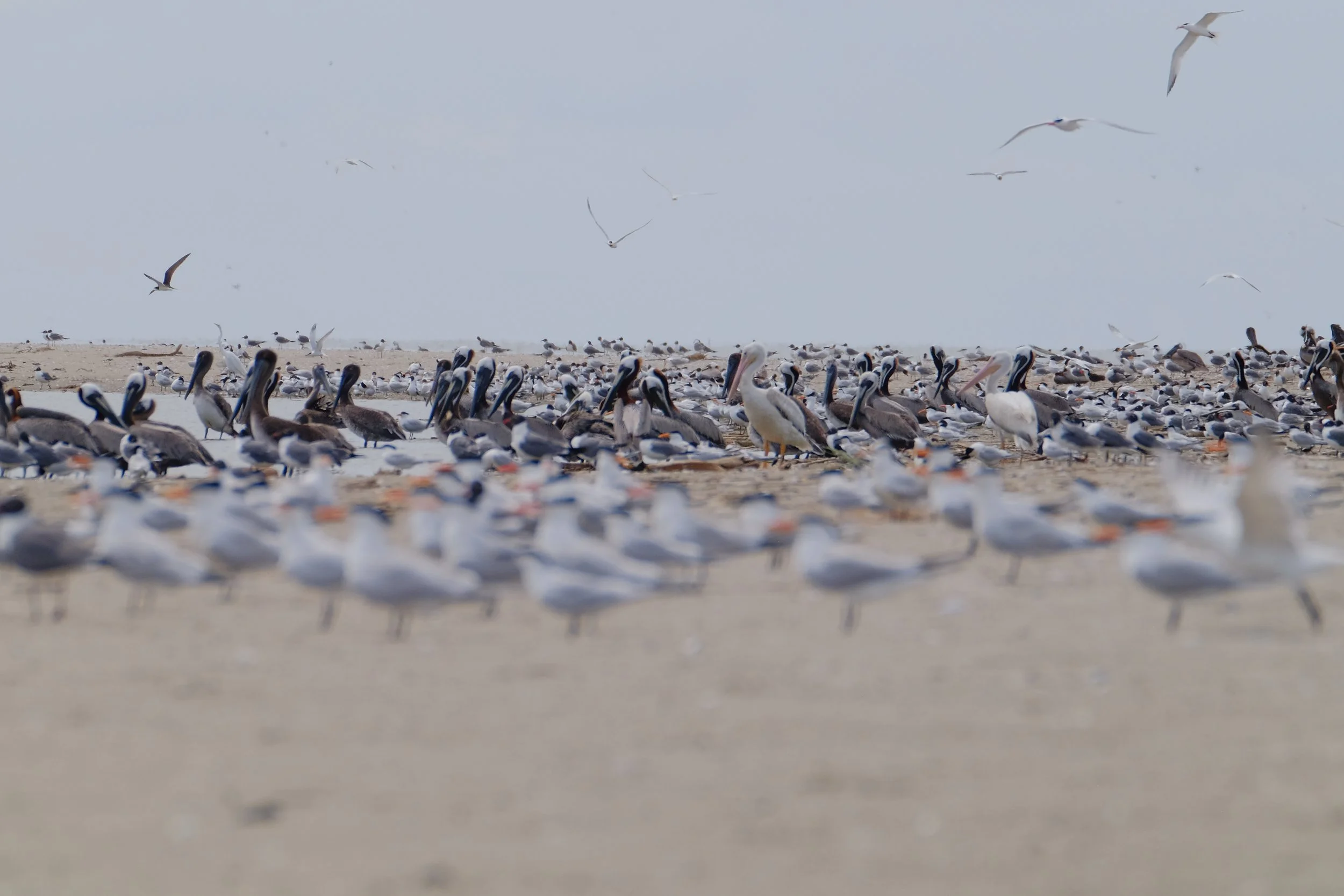 Blog — Delta Discovery Tours