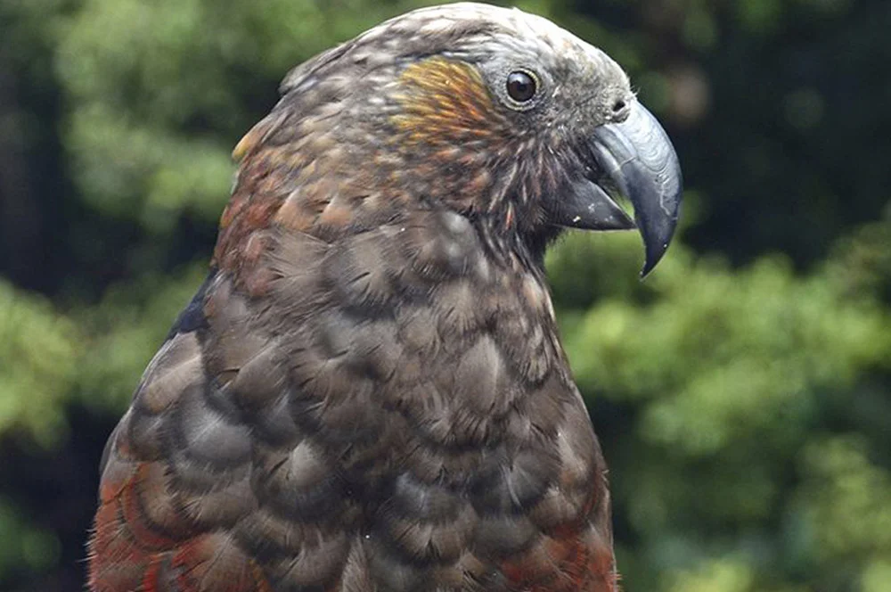 Pataua North Tahi - Sustainable exclusive Nature Reserve New Zealand ...