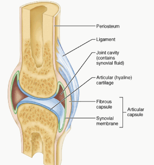 Comprendre le mécanisme de l'entorse — Figure Lyon