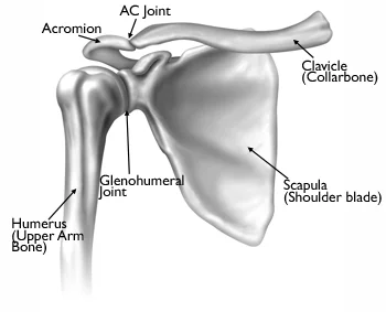 Basic Anatomy of the Shoulder — ACRO: Physical Therapy, Massage Therapy ...
