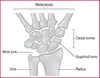 Anatomy of the Wrist — ACRO: Physical Therapy, Massage Therapy & Aerial ...