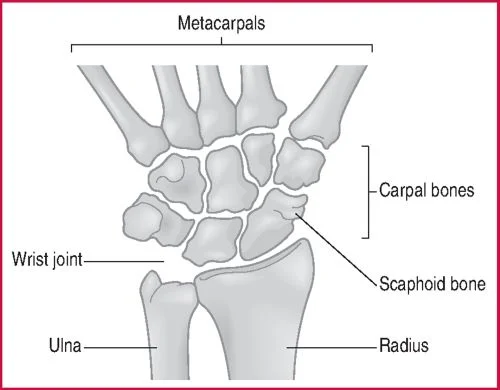 Anatomy of the Wrist — ACRO: Physical Therapy, Massage Therapy & Aerial ...
