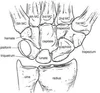 Anatomy of the Wrist — ACRO: Physical Therapy, Massage Therapy & Aerial ...