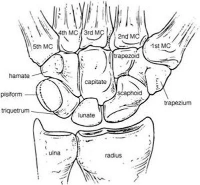 Anatomy of the Wrist — ACRO: Physical Therapy, Massage Therapy & Aerial ...