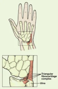 Anatomy of the Wrist — ACRO: Physical Therapy, Massage Therapy & Aerial ...
