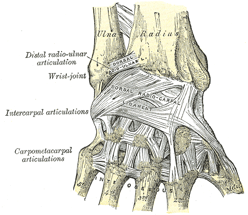 Anatomy of the Wrist — ACRO: Physical Therapy, Massage Therapy & Aerial ...