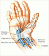 Anatomy of the Wrist — ACRO: Physical Therapy, Massage Therapy & Aerial ...