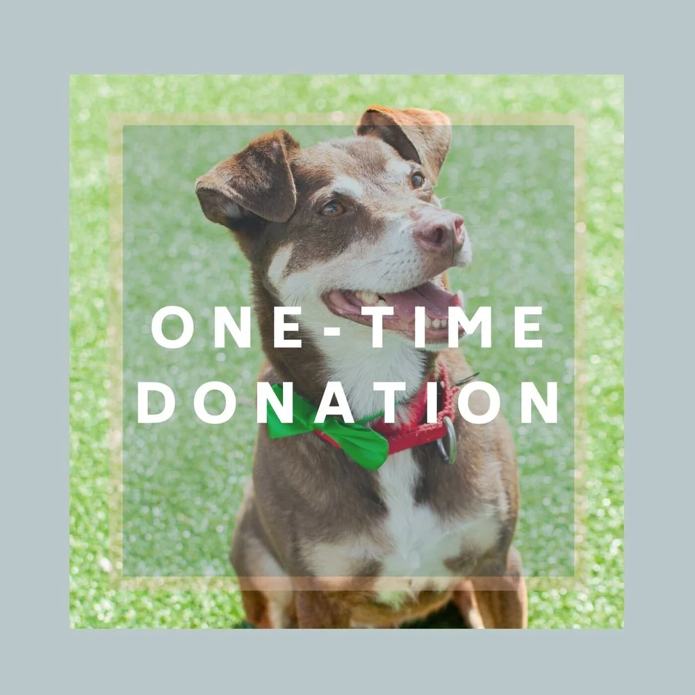 Donate — Naperville Area Humane Society