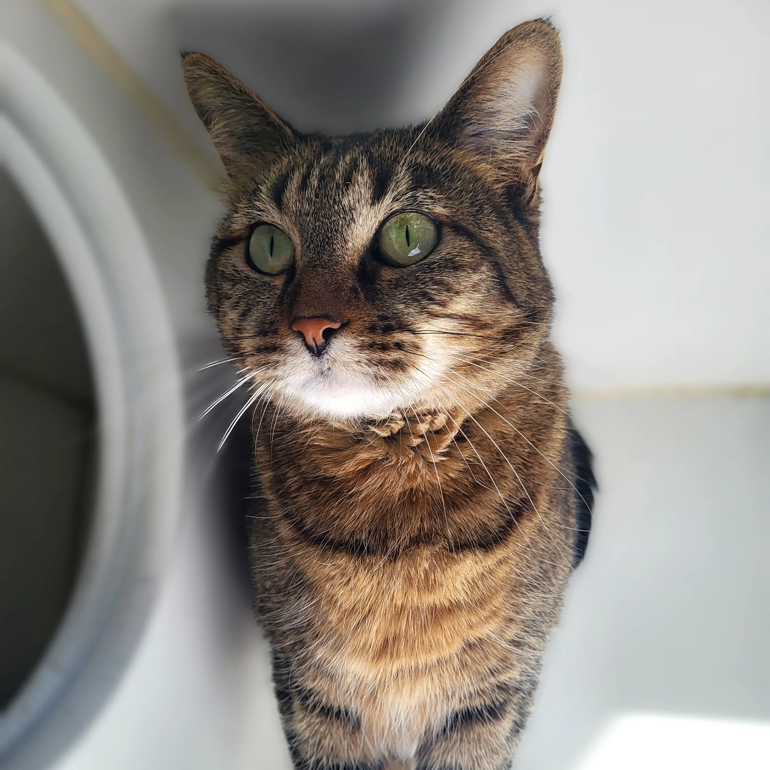 Adopt a Cat — Naperville Area Humane Society