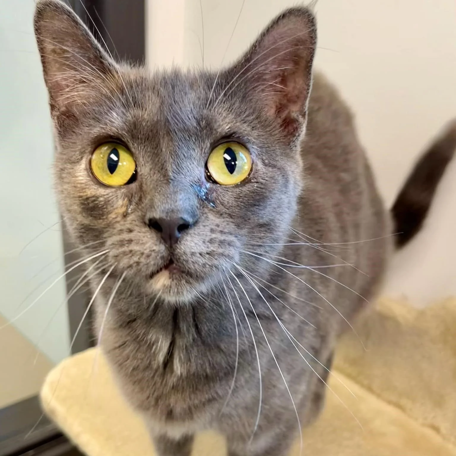 Adopt a Cat — Naperville Area Humane Society