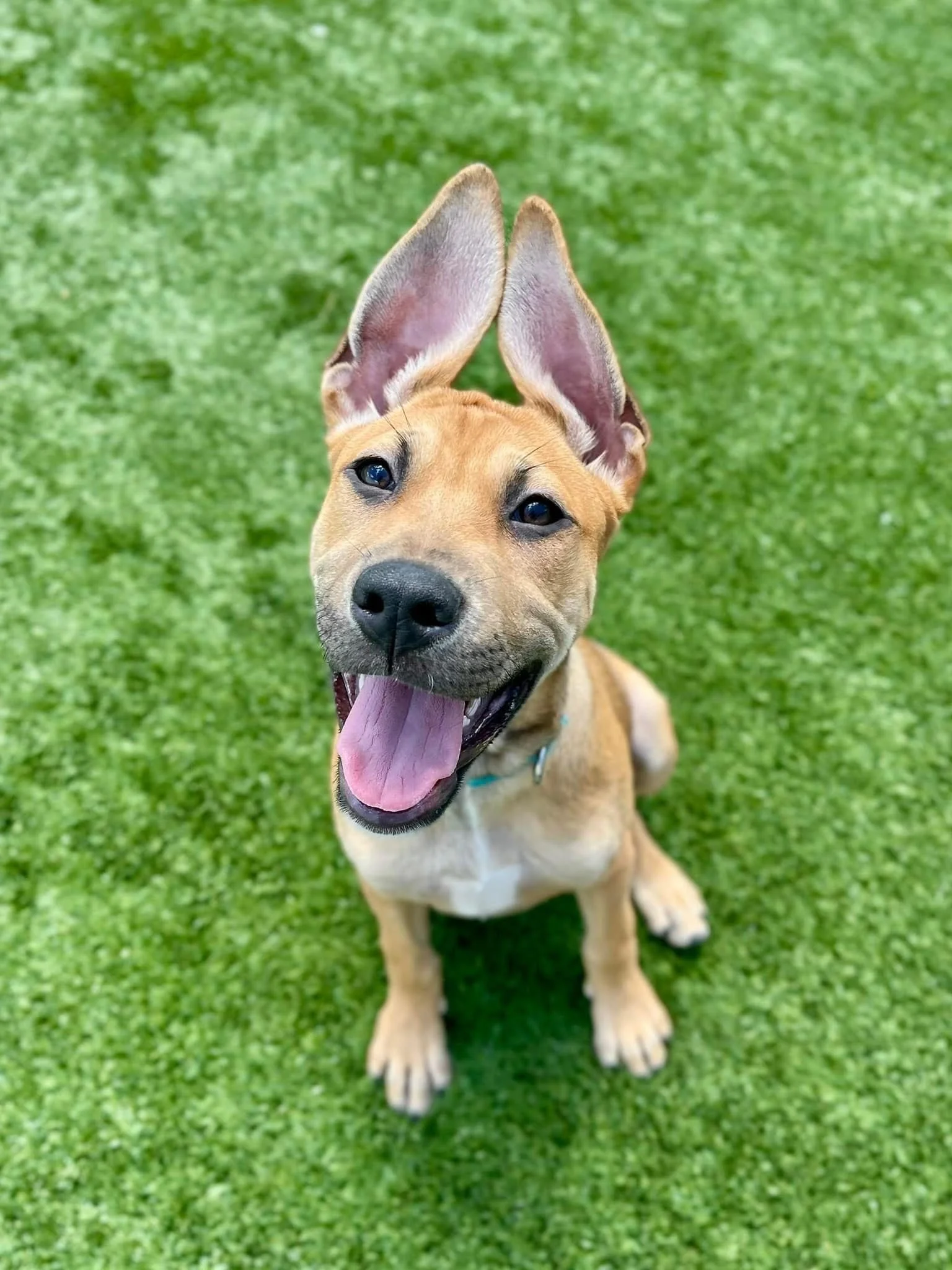 Adopt a Dog — Naperville Area Humane Society