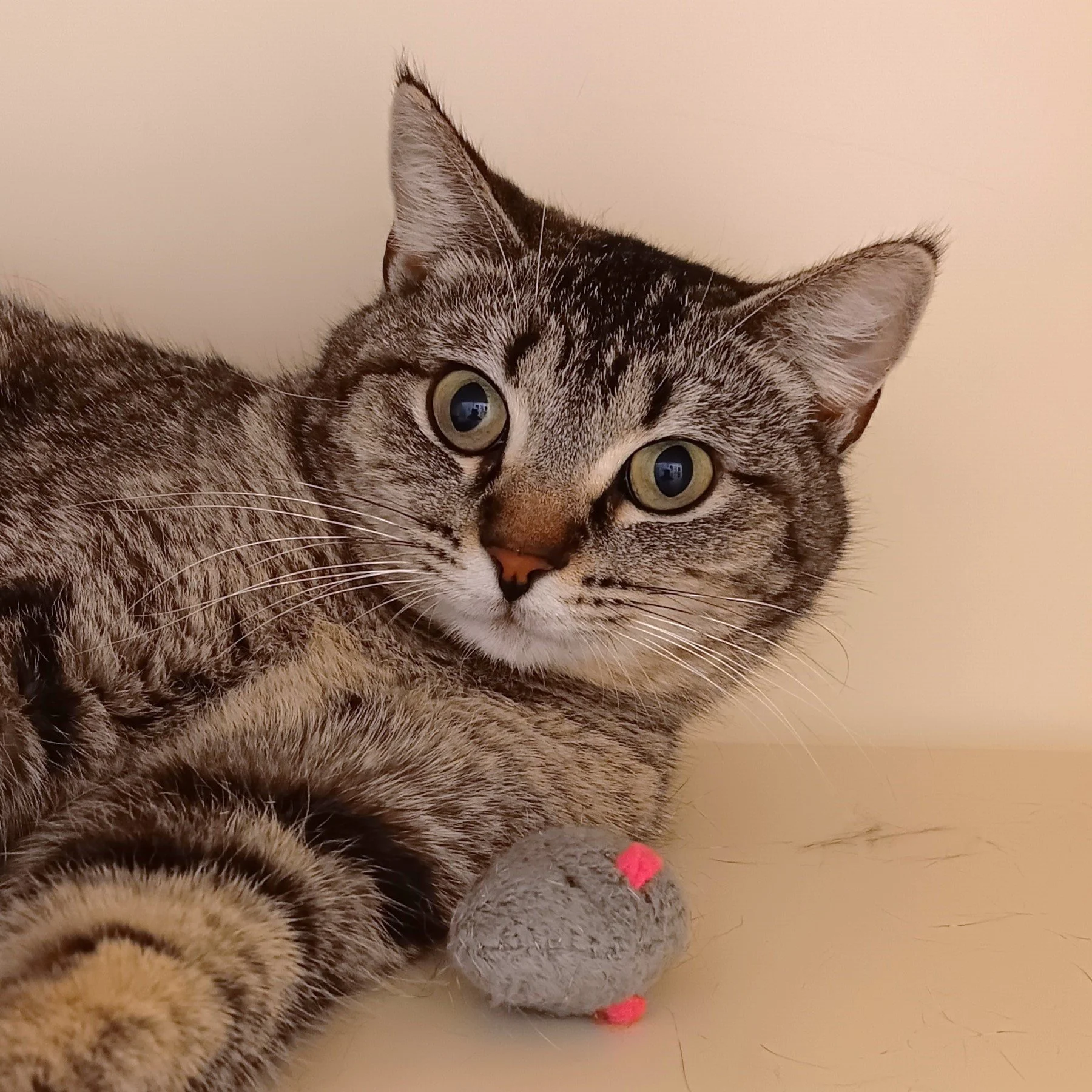 Adopt a Cat — Naperville Area Humane Society