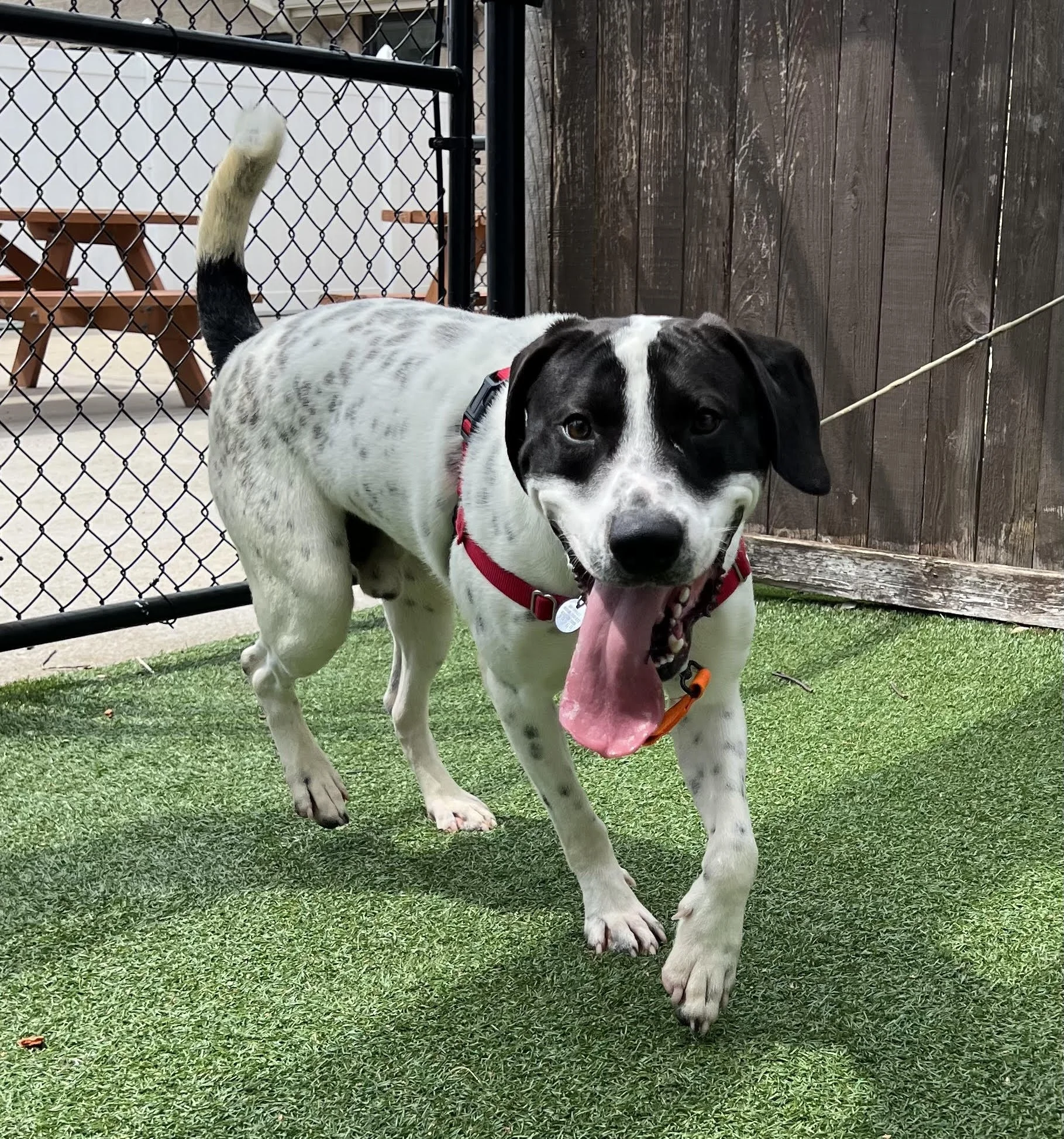 Adopt a Dog — Naperville Area Humane Society