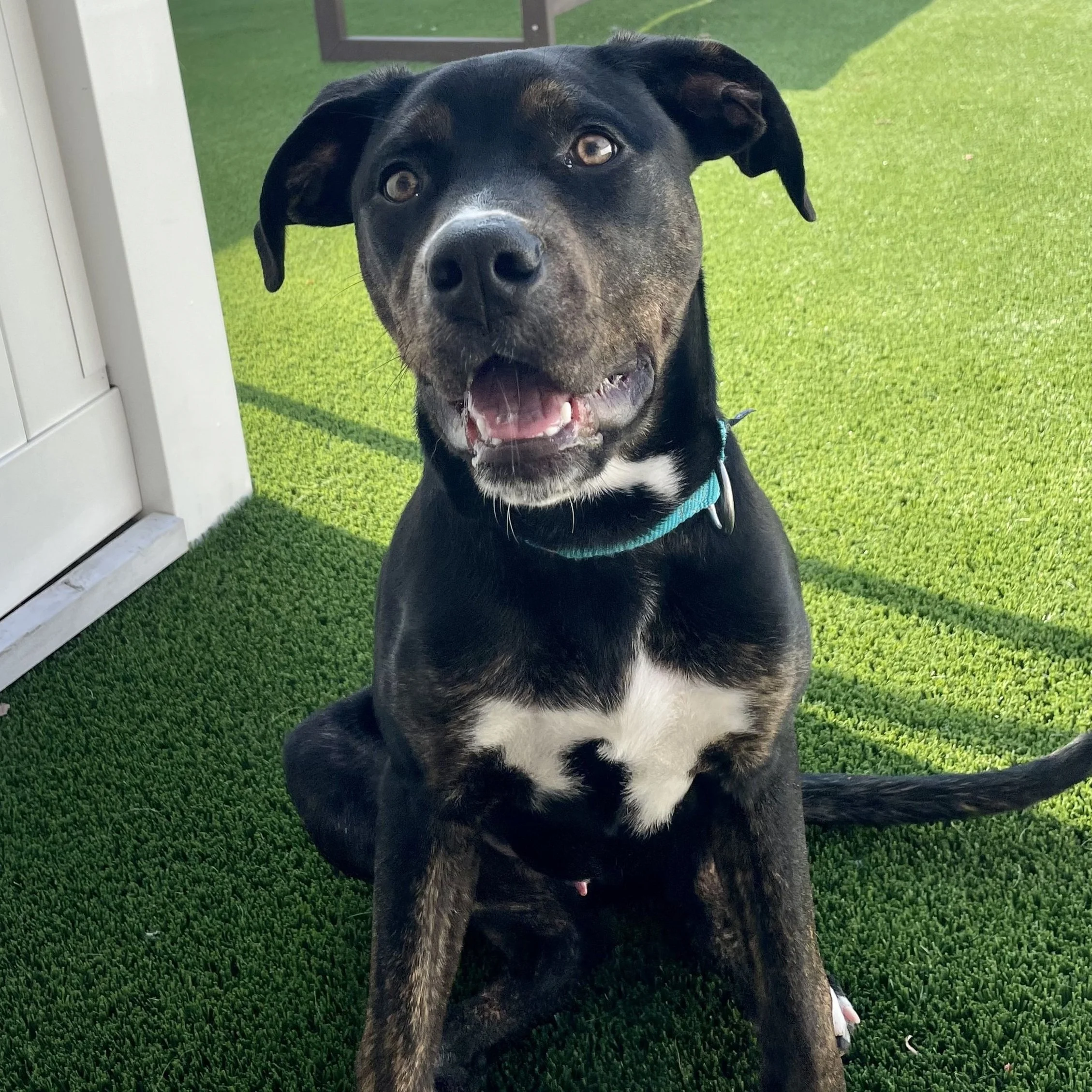 Great Dane Black Lab Pitbull Mix