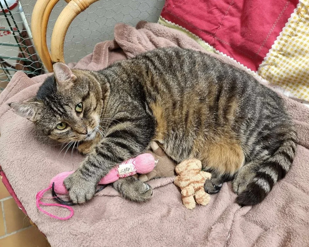 MÖT VÅRA KATTER — Katthemmet LiFeline Syd