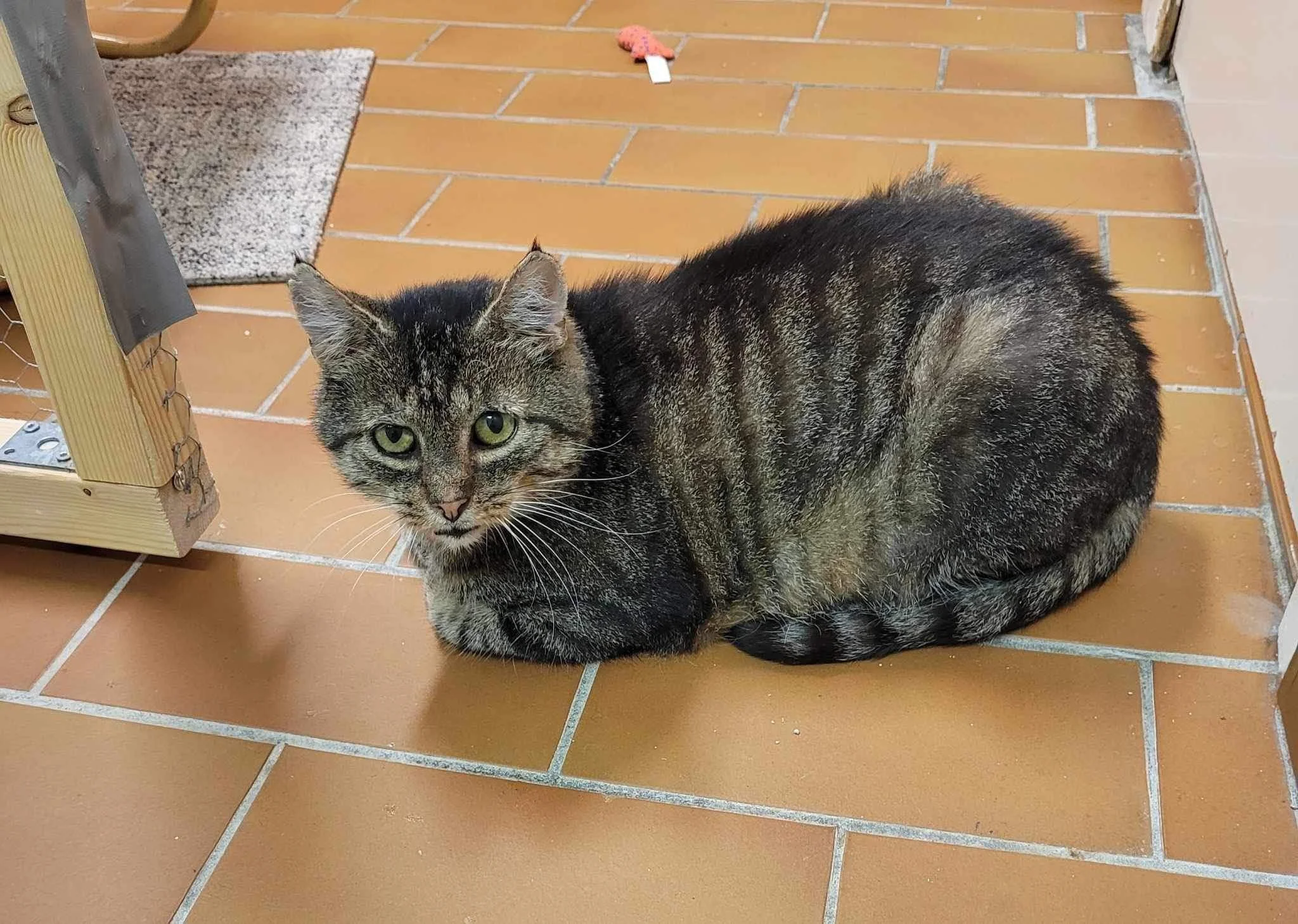 MÖT VÅRA KATTER — Katthemmet LiFeline Syd