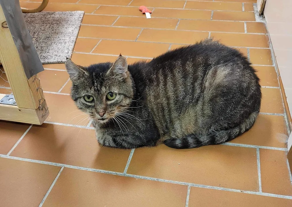 MÖT VÅRA KATTER — Katthemmet LiFeline Syd