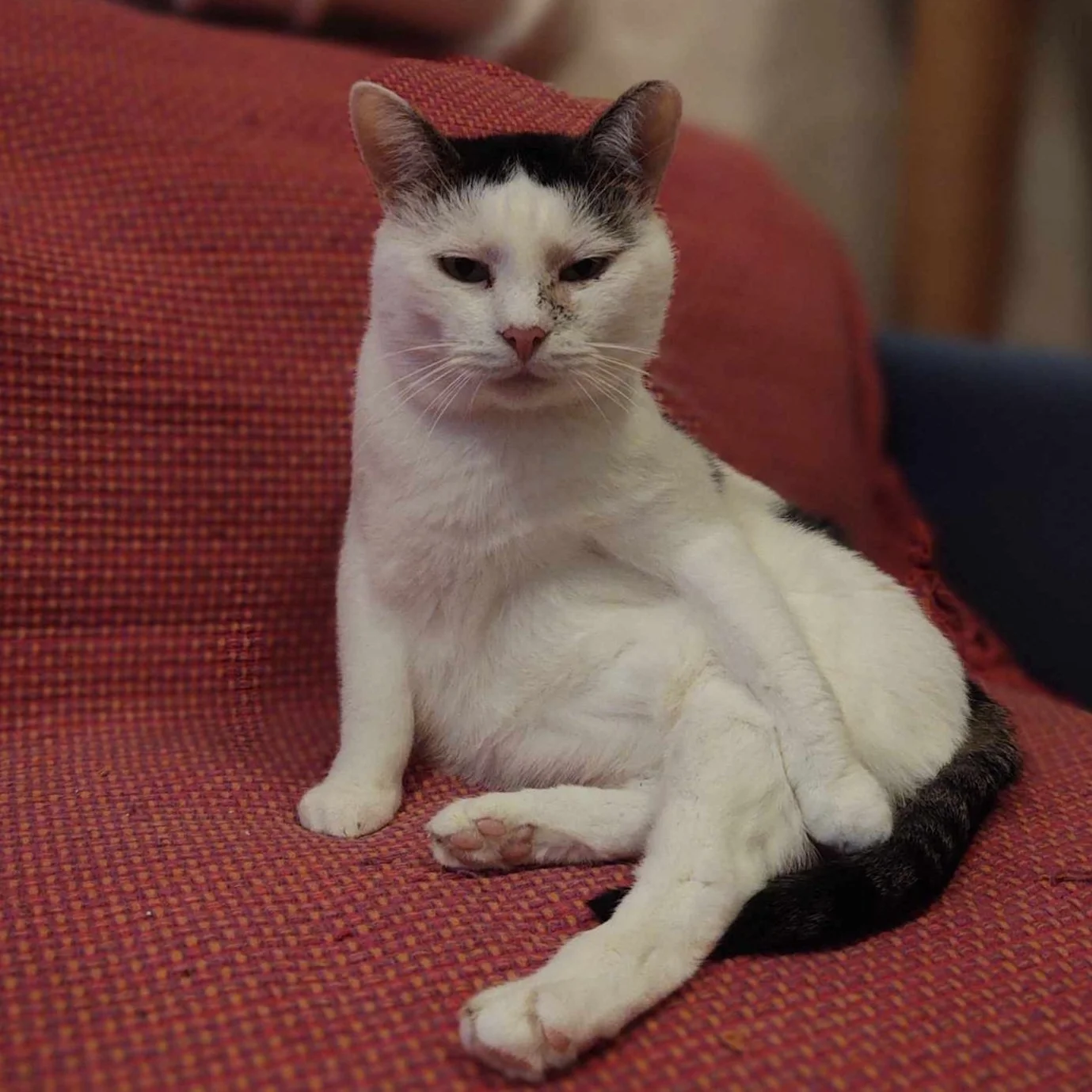 MÖT VÅRA KATTER — Katthemmet LiFeline Syd