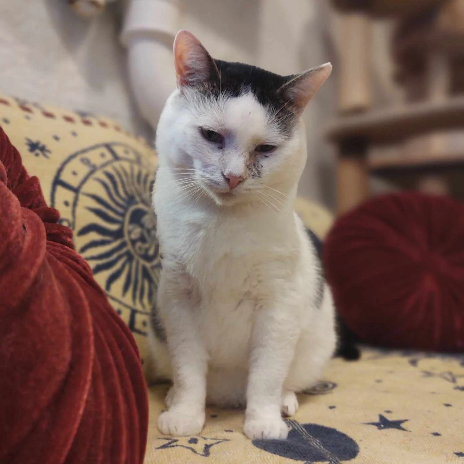 MÖT VÅRA KATTER — Katthemmet LiFeline Syd