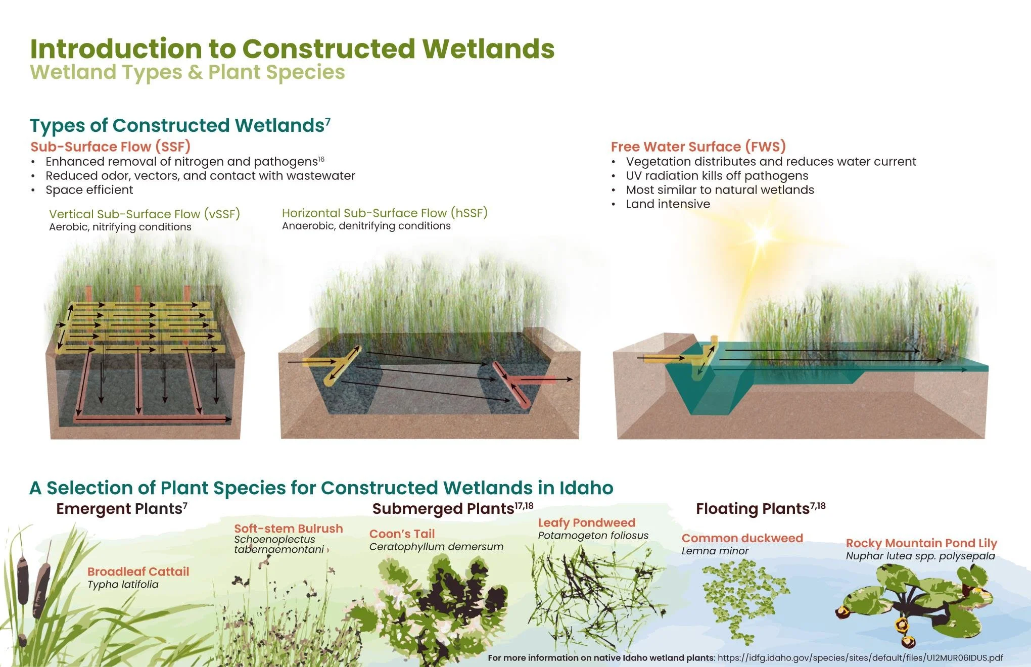Types Of Constructed Wetlands