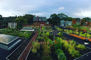 About Green Roofs — Green Roofs for Healthy Cities