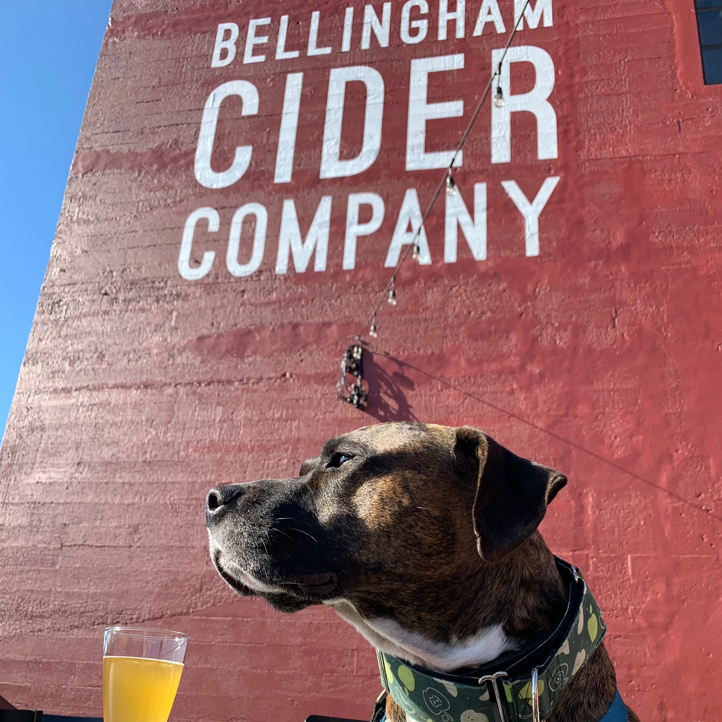 Drink — Downtown Bellingham